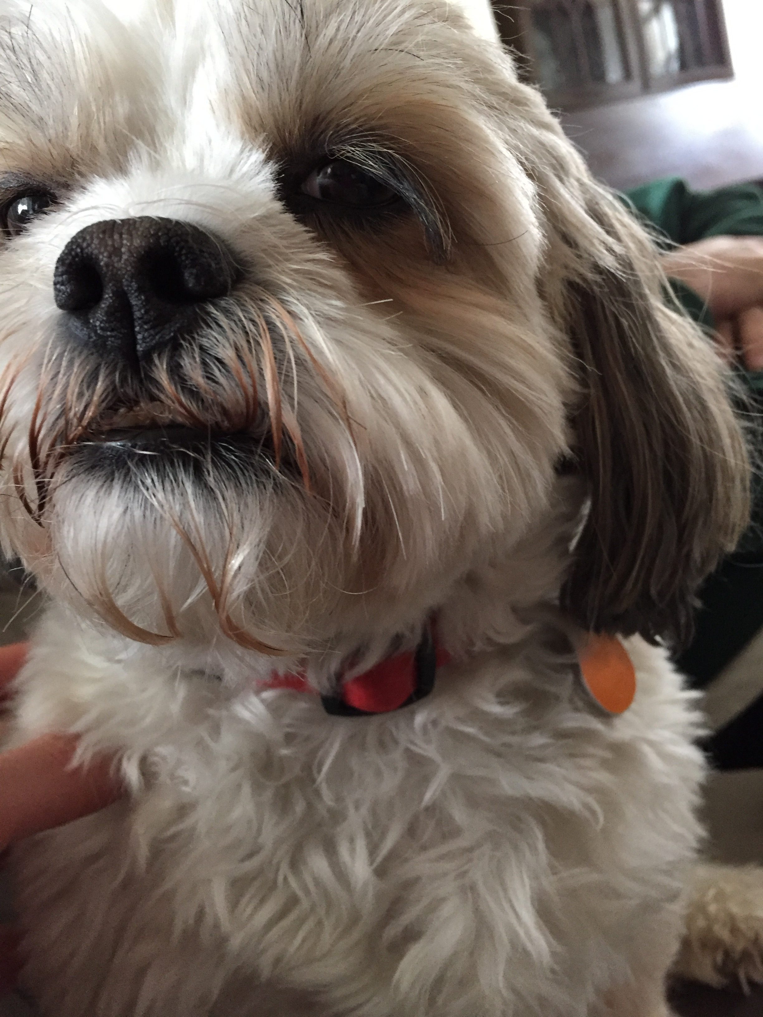 About Me - West Magnolia Charm